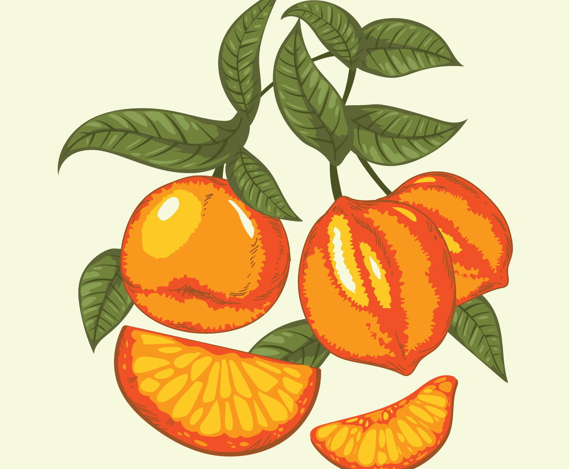 Vintage Illustration Of Citrus Fruits In Vibrant Colors Vector Art ...