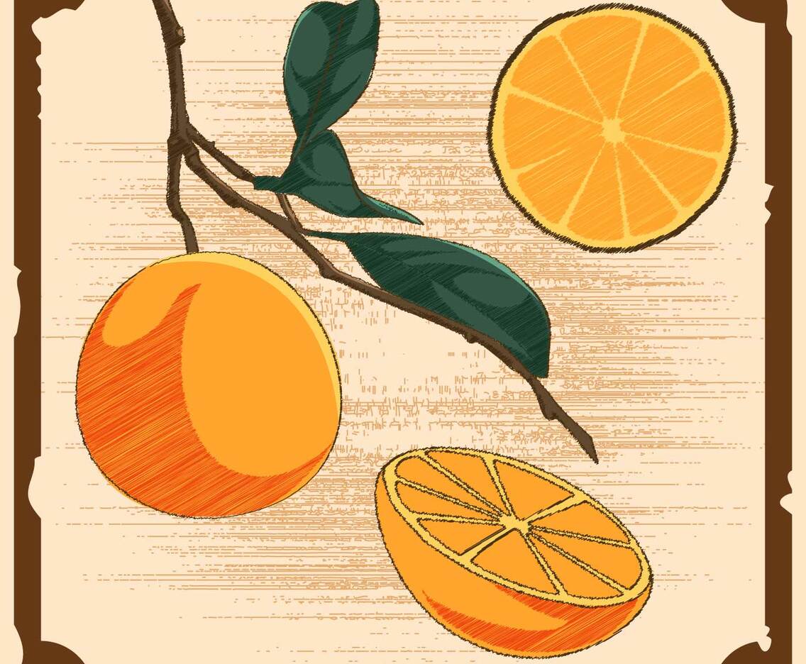 Unique Vintage Citrus Illustrations Vectors Vector Art & Graphics ...