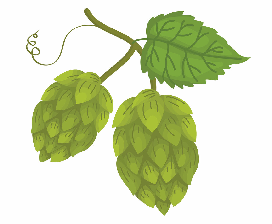 Hop Plant Vector Art & Graphics | freevector.com
