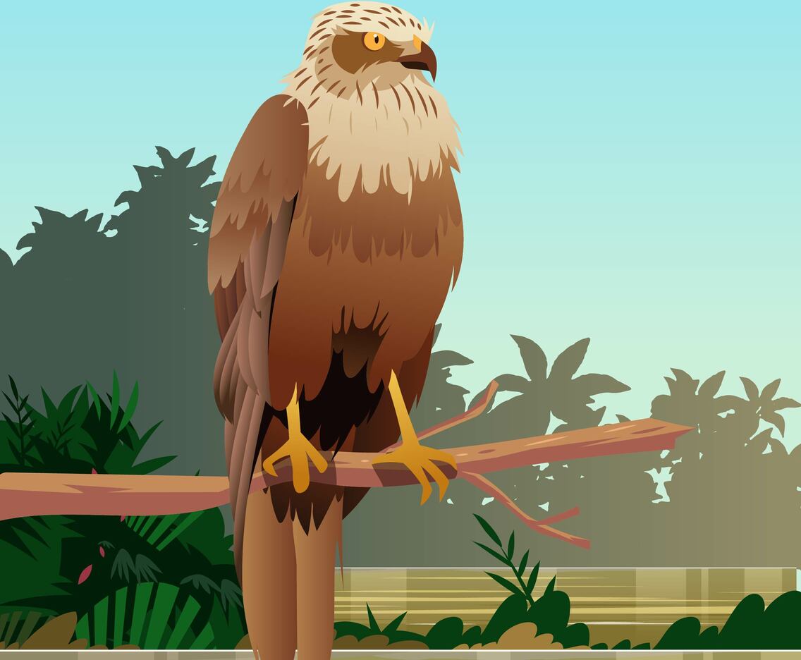 Marsh Harrier Vector Art & Graphics | freevector.com