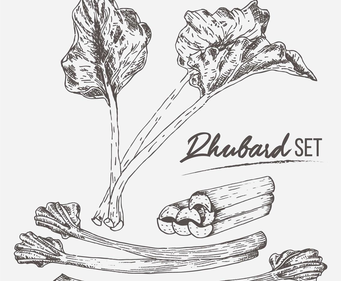 Rhubarb Set Illustration Vector Vector Art & Graphics | freevector.com