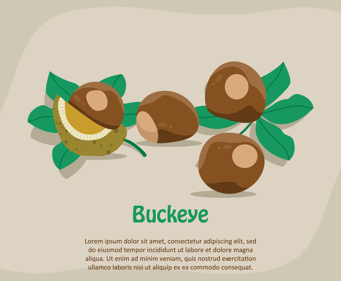 Buckeye Illustration Vector Art & Graphics | freevector.com