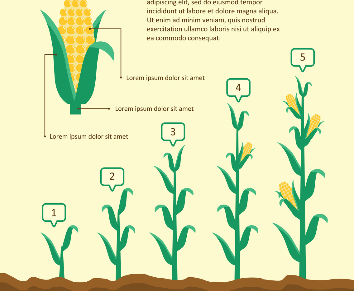 Grow Up Corn Illustration Vector Art & Graphics | freevector.com