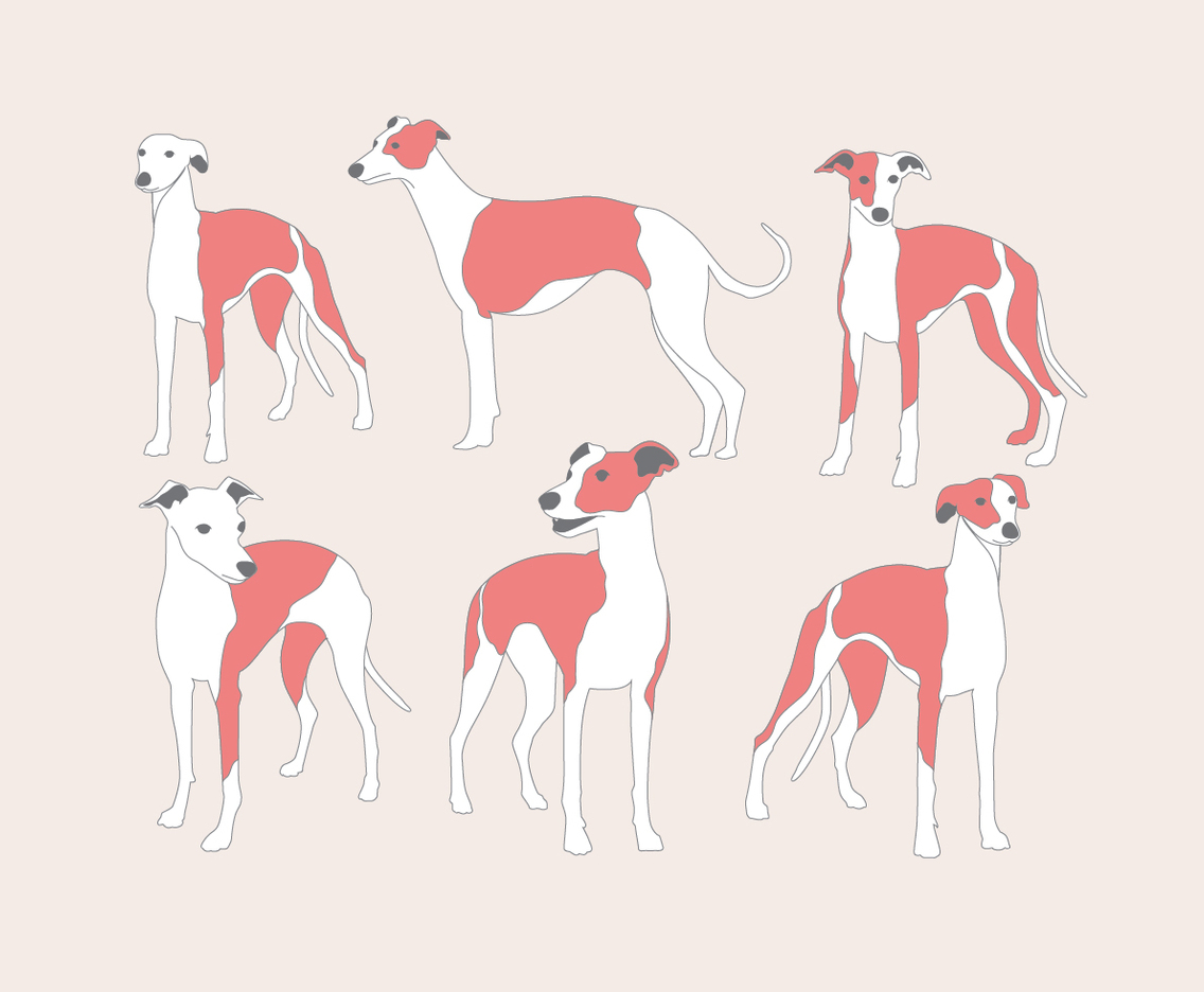 Whippet Vector Vector Art & Graphics | freevector.com