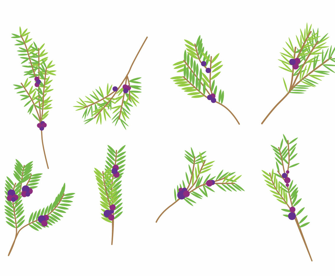 Juniper Vector Vector Art & Graphics | freevector.com