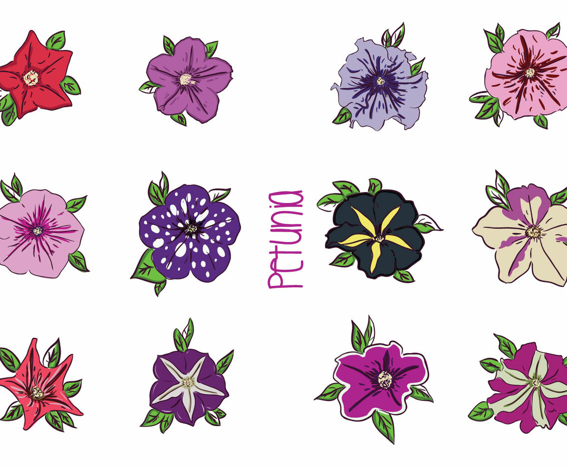 Various Petunia Flower Vectors Vector Art & Graphics | freevector.com