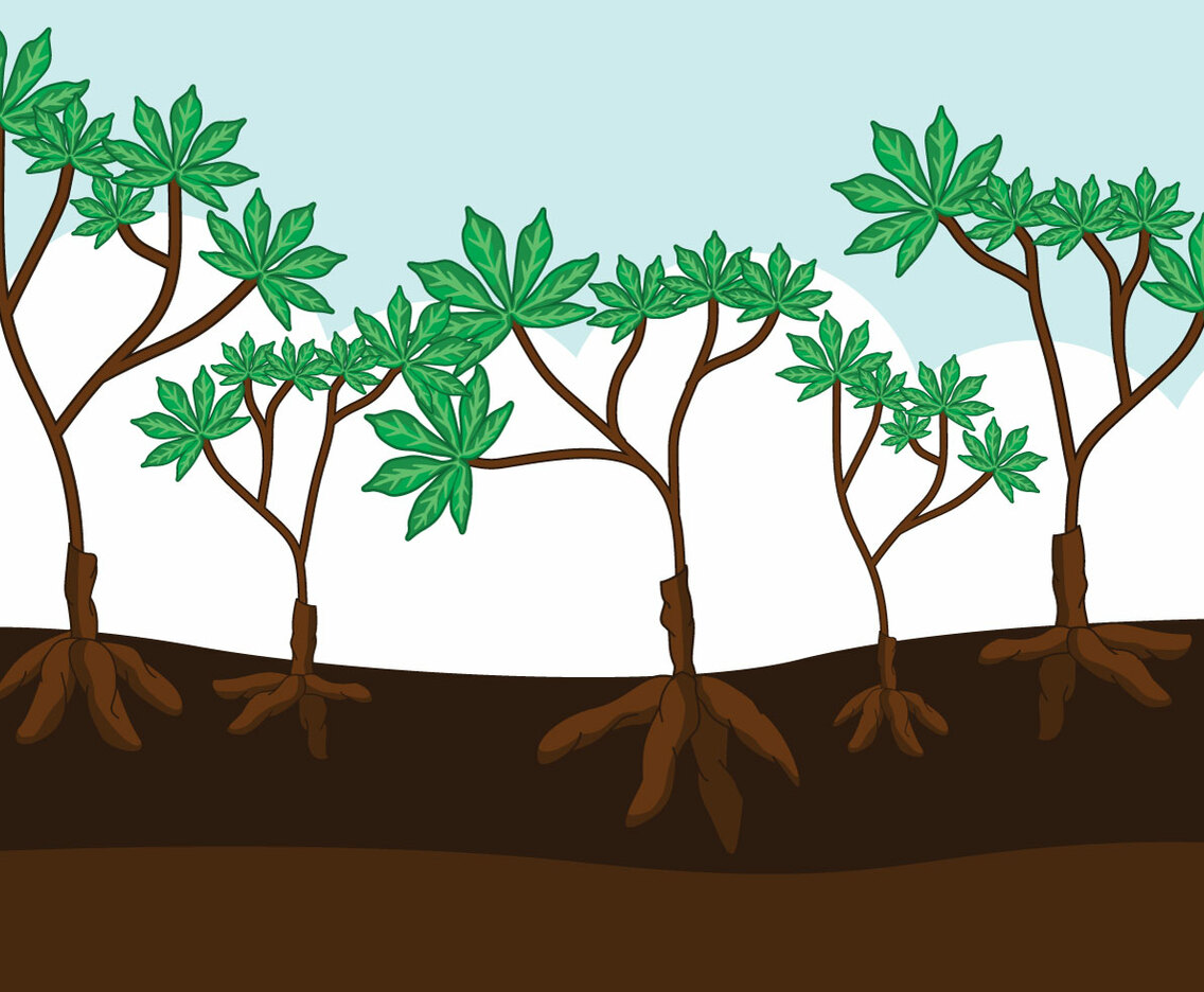 Cassava Plants Vector Vector Art & Graphics | freevector.com