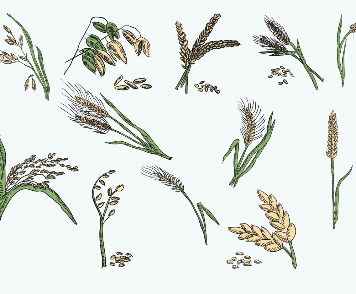 Vector Illustration Oats Collection Vector Art & Graphics | freevector.com