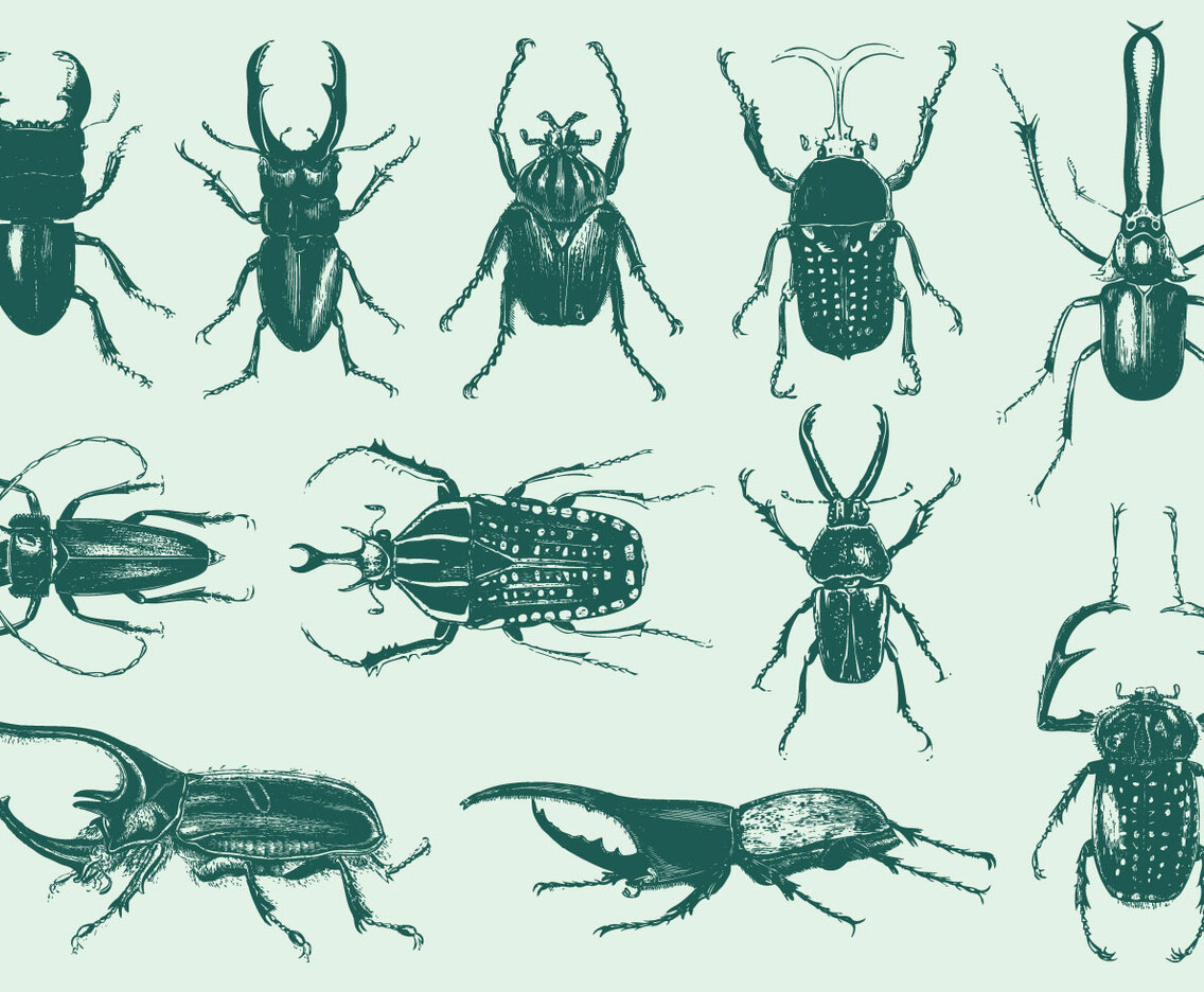 Strange Bugs Vector Art & Graphics | freevector.com