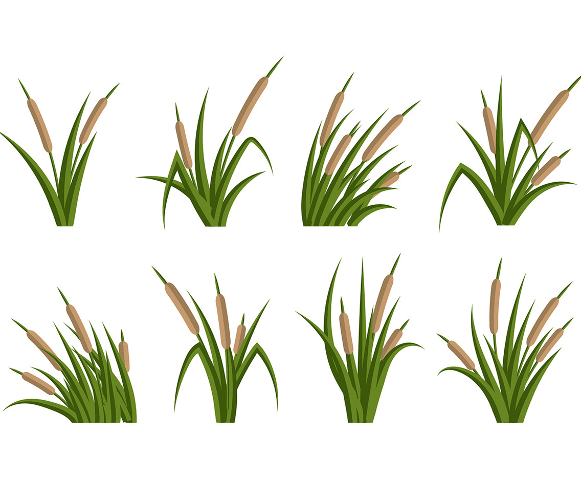 Cattails Vector Flat Vector Art & Graphics | freevector.com