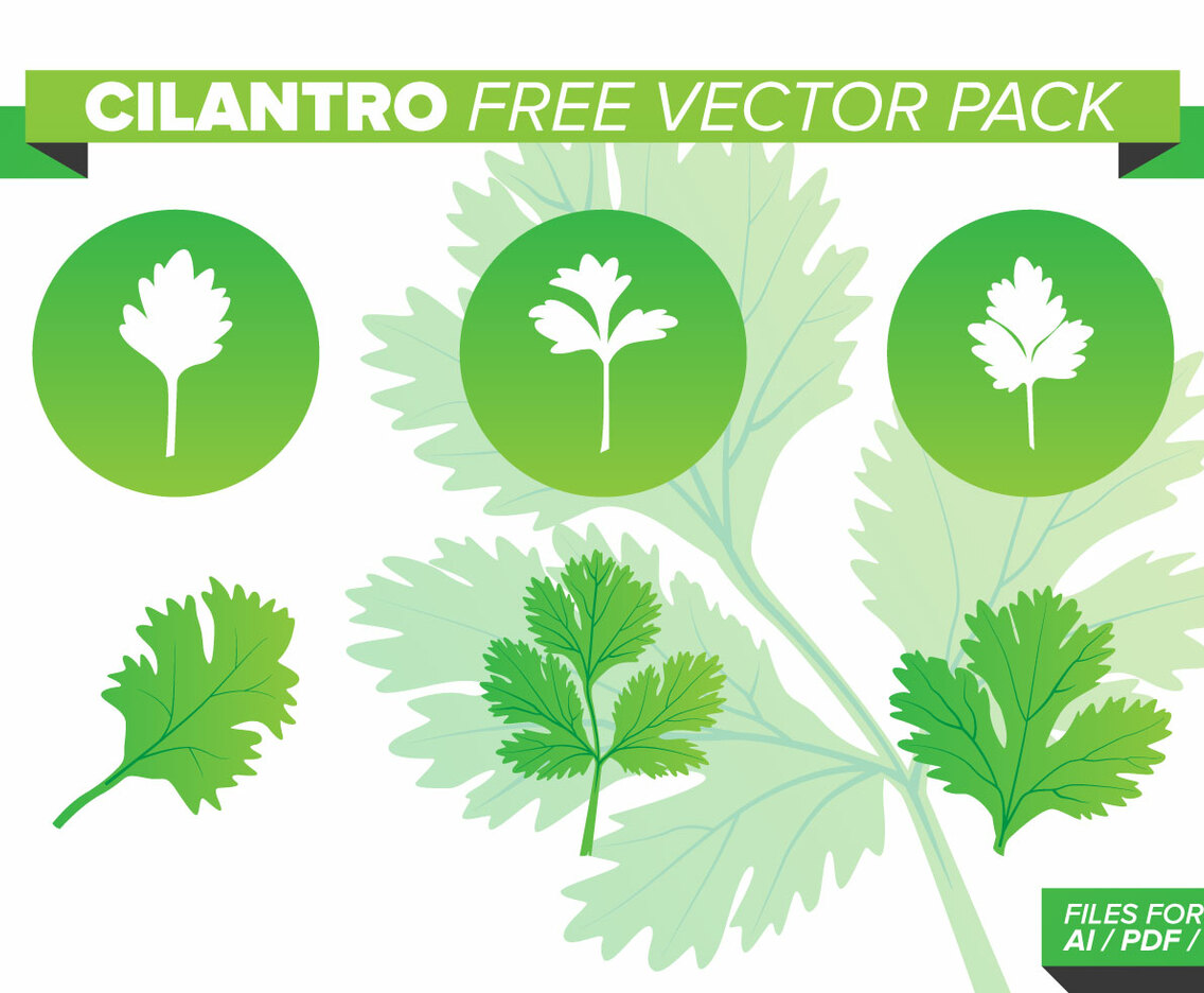 Cilantro Free Vector Pack Vector Art & Graphics | freevector.com