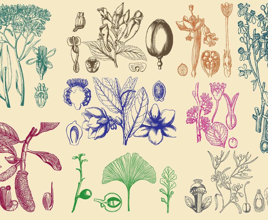 Old Style Plants Vector Art & Graphics | freevector.com