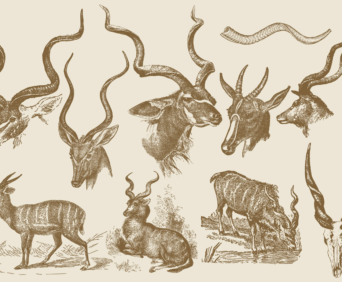 Kudu Drawings Vector Art & Graphics | freevector.com