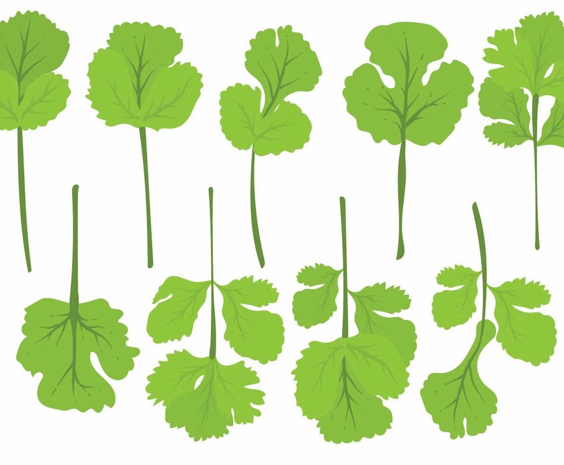 Flat Cilantro Leaf Set Vector Art & Graphics | freevector.com