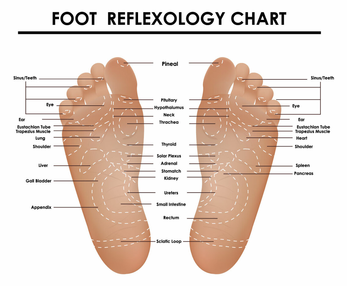 Foot Reflexology Chart Vector Art & Graphics | freevector.com