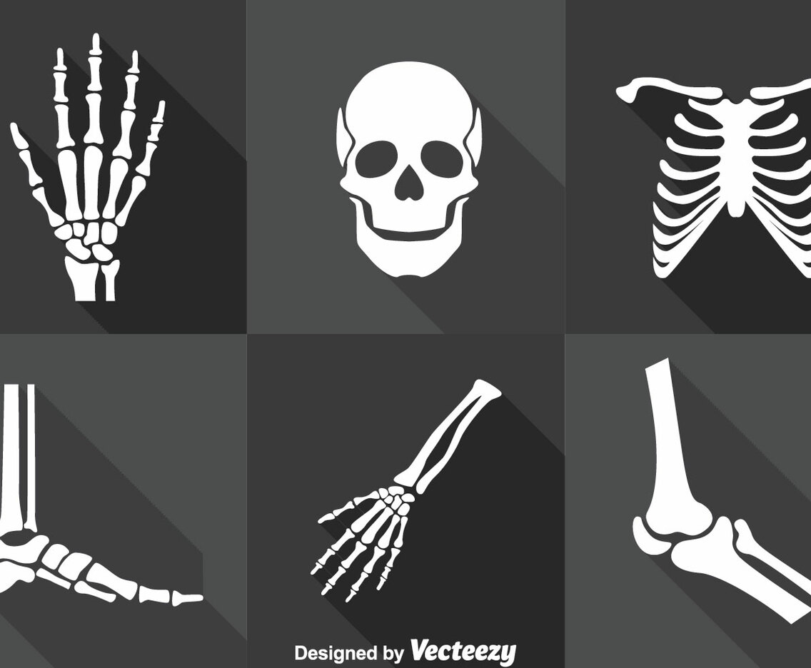 Human Skeleton Vector Set Vector Art & Graphics | freevector.com