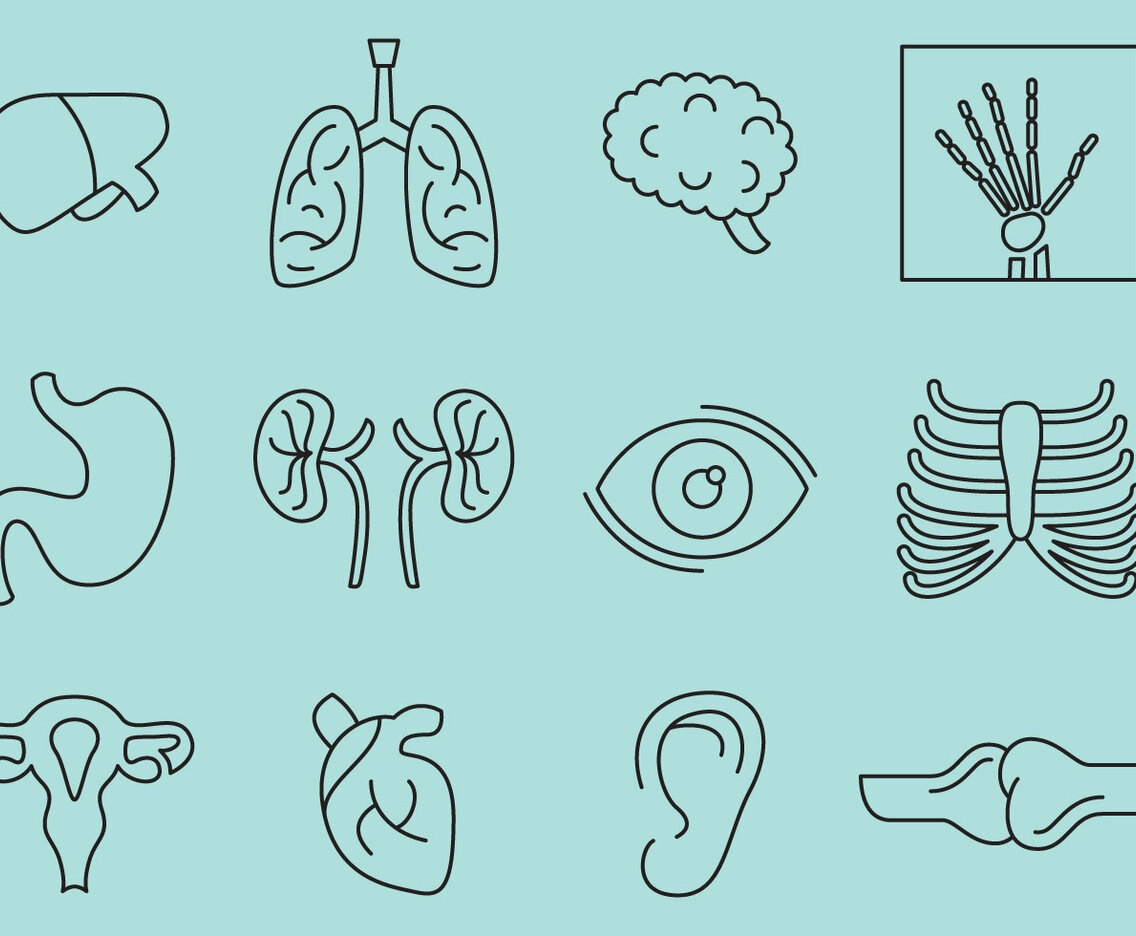 Bones And Organs Icons Vector Art & Graphics | freevector.com