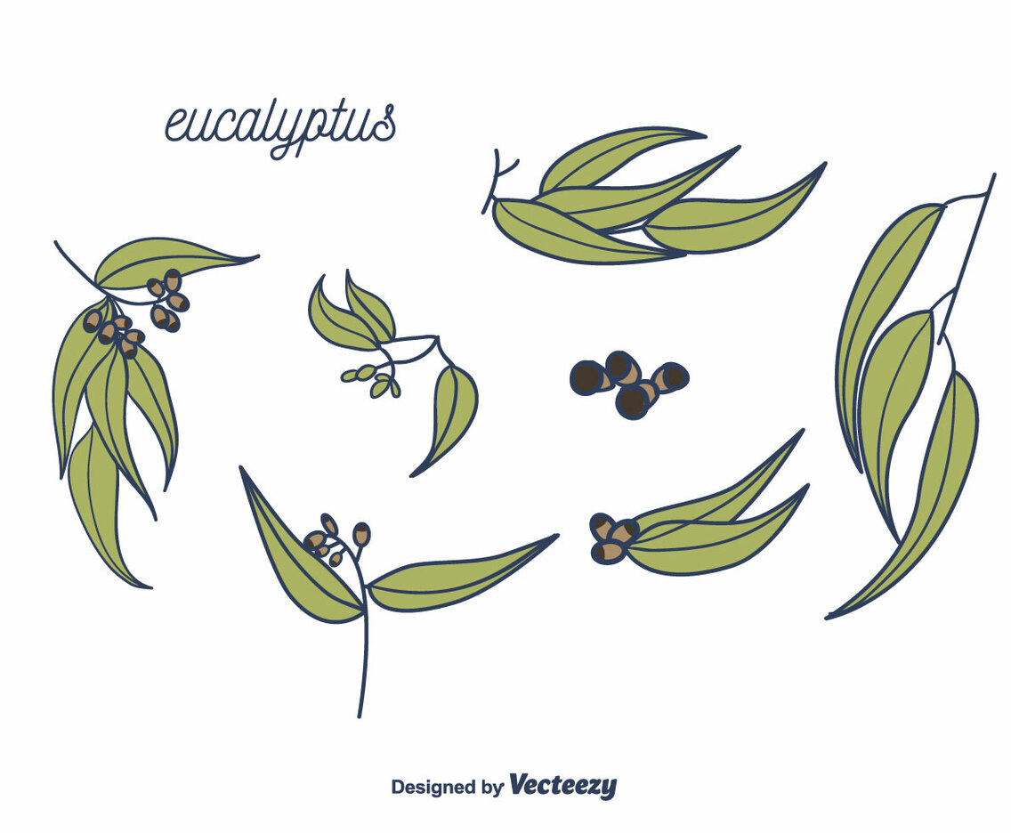 Eucalyptus Vector Vector Art & Graphics | freevector.com