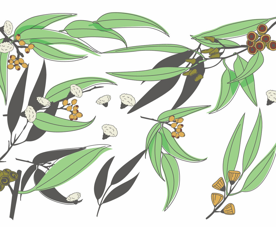 Eucalyptus Vector Vector Art & Graphics | freevector.com