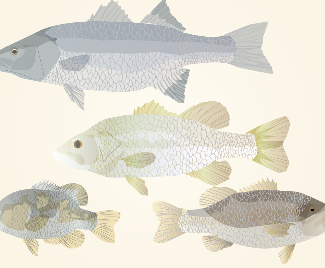 Set Of Fishes Vector Art & Graphics | freevector.com