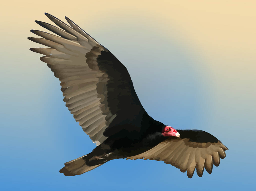 Mighty Vulture Vector Clip