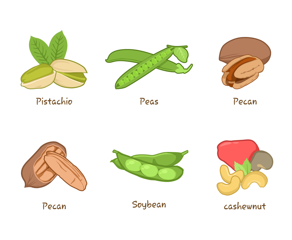 Various Nuts Vector Vector Art & Graphics | freevector.com