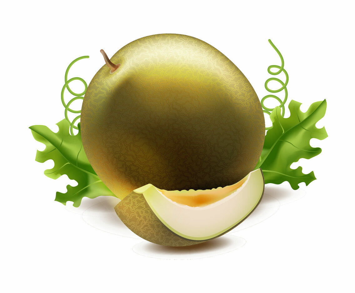 Realistic Melon Fruit Vector Art & Graphics | freevector.com